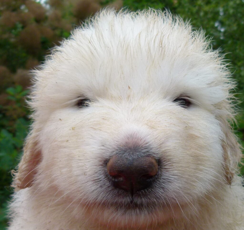 Pyreneese Berghond pups - Symfonie van Merode